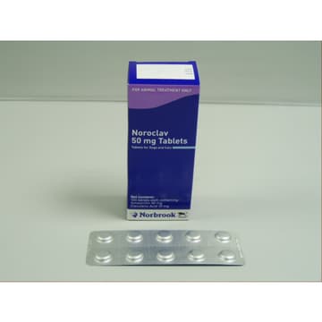 Buy Noroclav for Dogs & Cats from 50p | UK Pets