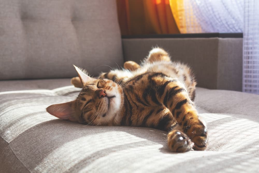 What is Thyronorm for cats? | UK Pets