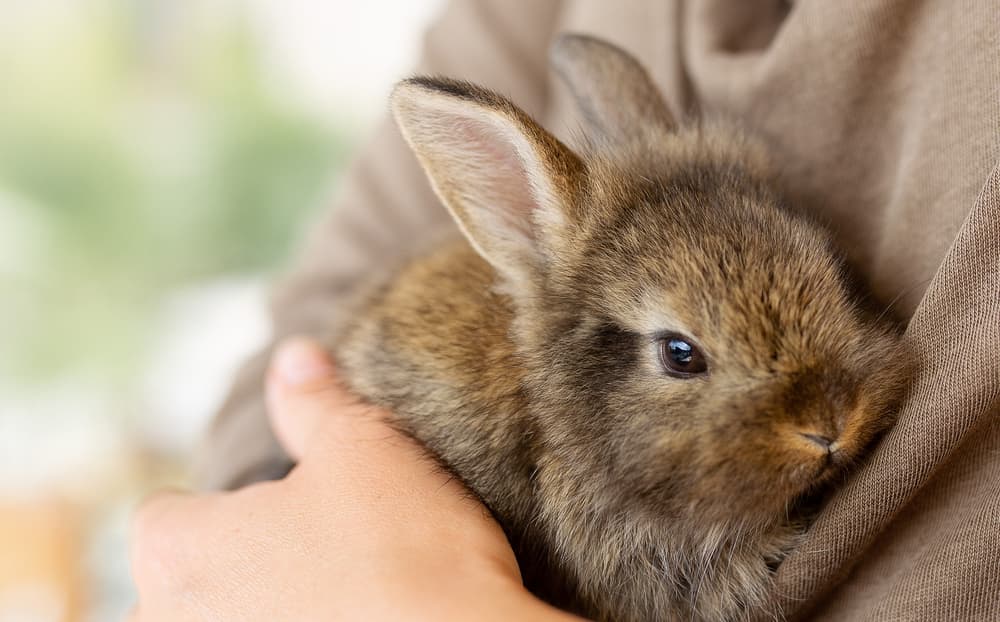 How Much Do Rabbits Cost? (2023 Price Guide) | UK Pets
