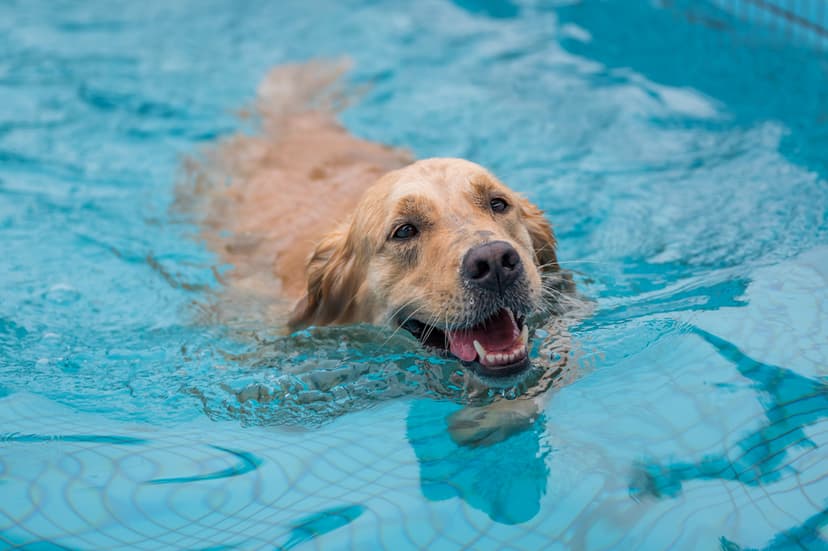 Hydrotherapy for Dogs | UK Pets