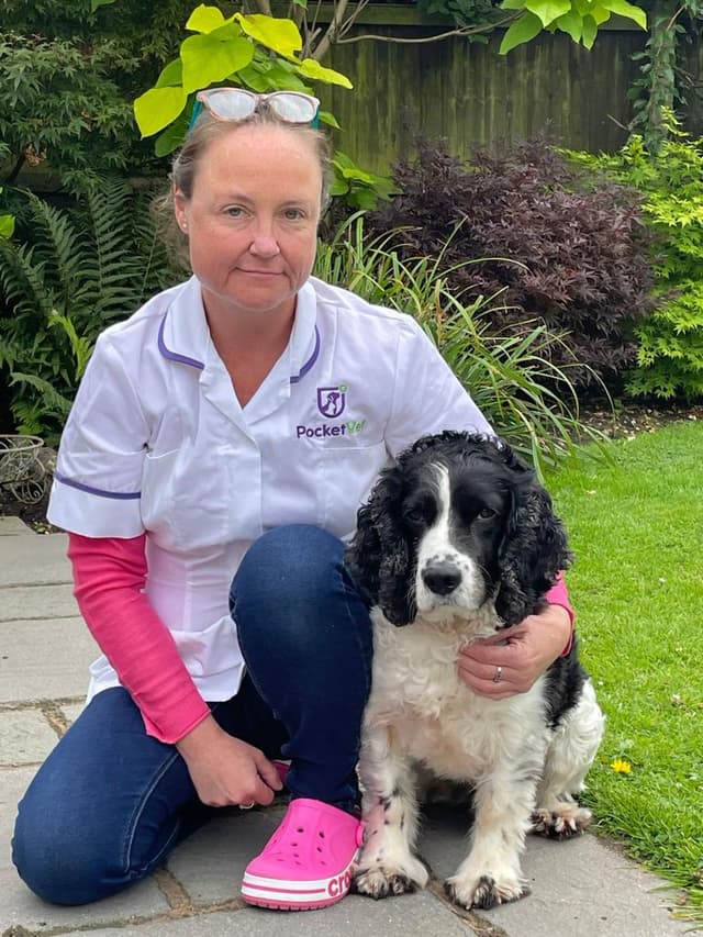 What Christmas Foods Can Cats Eat?