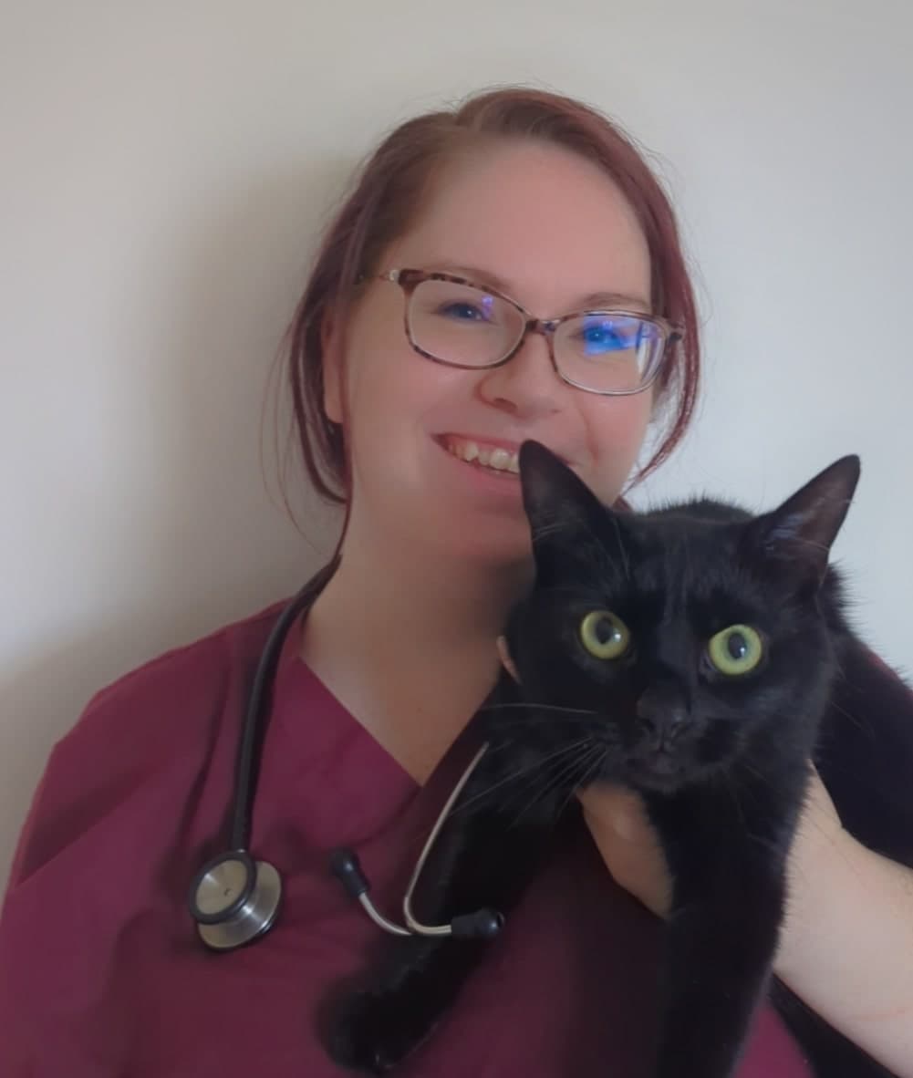 Winter Care Guide: How To Look After My Cat In Cold Weather?