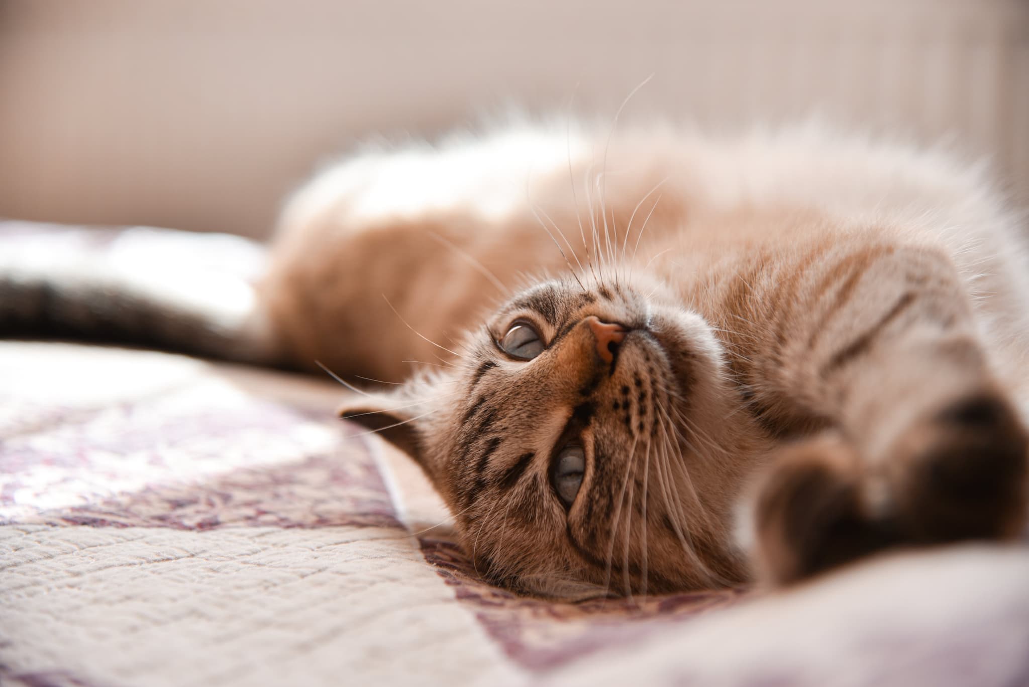 When Do Cats Go Into Heat? Signs, Seasons & Care Guide